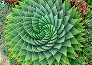 EMBIRA DE SAPO ( Lonchocarpus cultratus.)