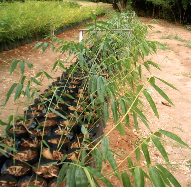 EMBIRA DE SAPO ( Lonchocarpus cultratus.)