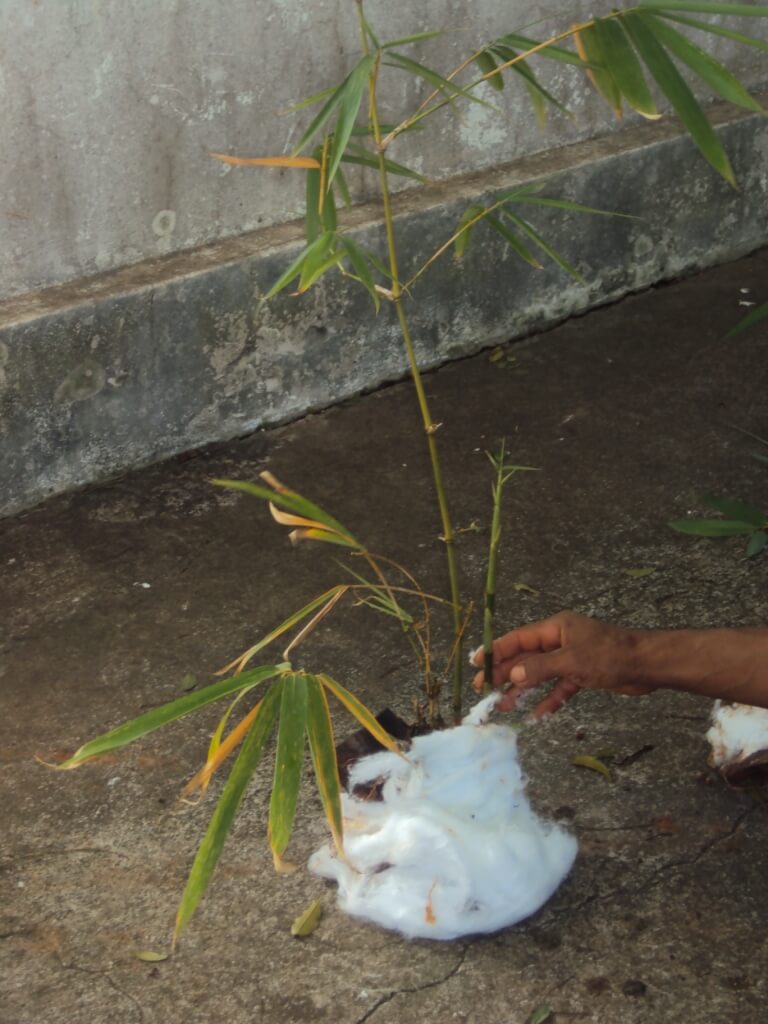 EMBIRA DE SAPO ( Lonchocarpus cultratus.)