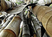 EMBIRA DE SAPO ( Lonchocarpus cultratus.)