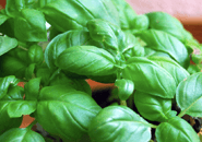 GUAIMBÉ (Philodendron bipinnatifidum)