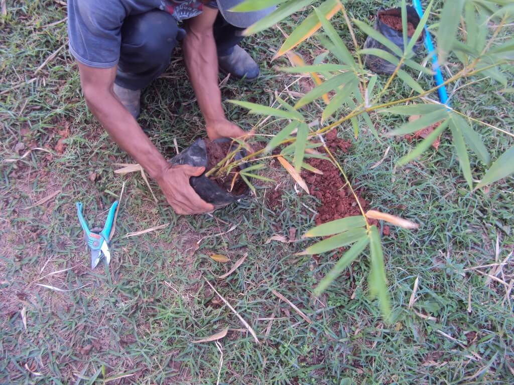 LAMBARI ROXO ( Tradescantia zebrina)