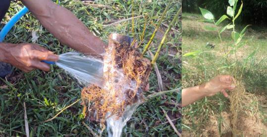 Palmito Jussara (Euterpe edulis)