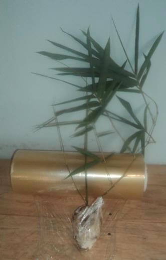 Palmito Jussara (Euterpe edulis)