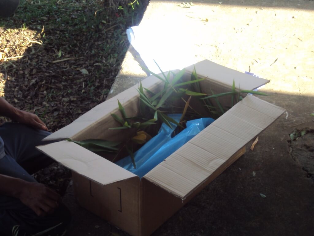 LAMBARI ROXO ( Tradescantia zebrina)